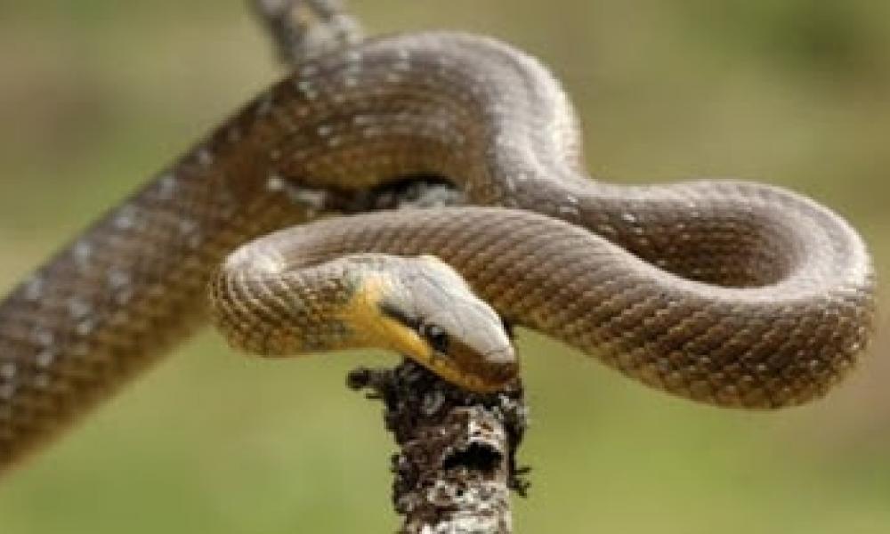 Πώς τα φίδια έχασαν τα πόδια τους | Pentapostagma