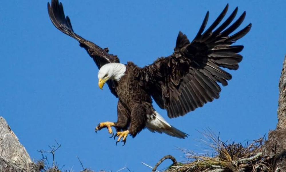 Εντυπωσιακό βίντεο: Αετός σκοτώνει κουκουβάγια, ελάφι και λύκο ...