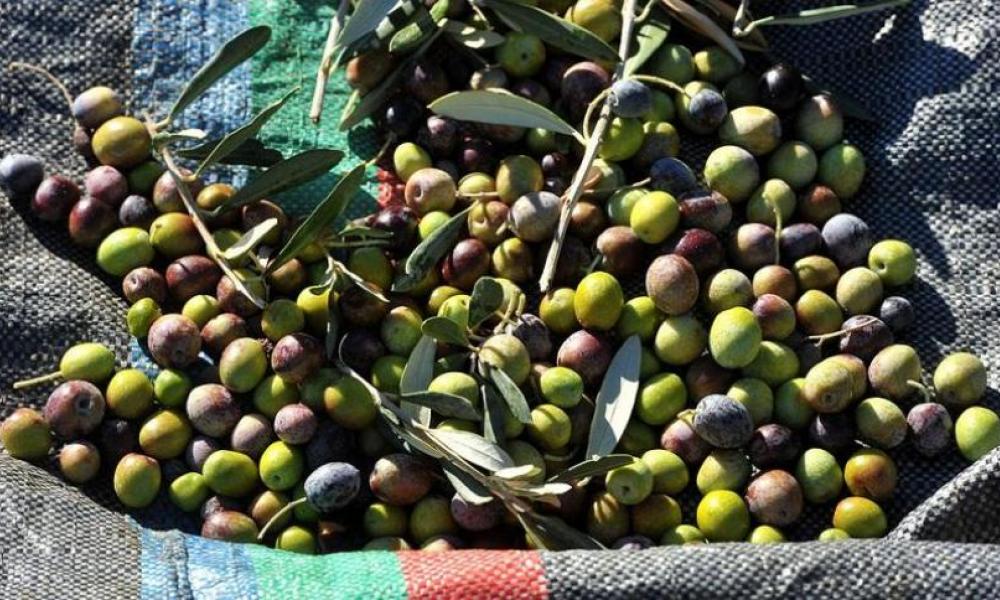 Ελιές Καλαμών, οι πιο υγιεινές στον κόσμο | Pentapostagma