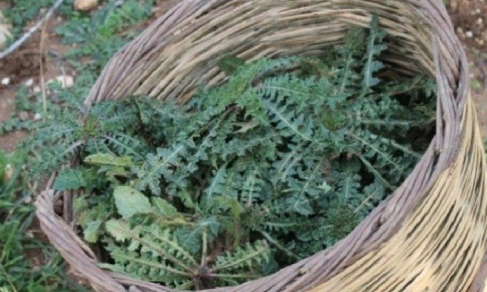Οδηγός για τα άγρια χόρτα του ελληνικού βουνού | Pentapostagma