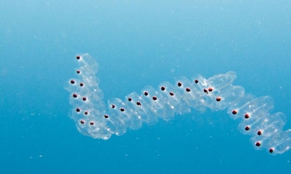 Γεμάτος περίεργα "ζελέ" Salps γέμισαν οι ακτές της Κορινθίας ...