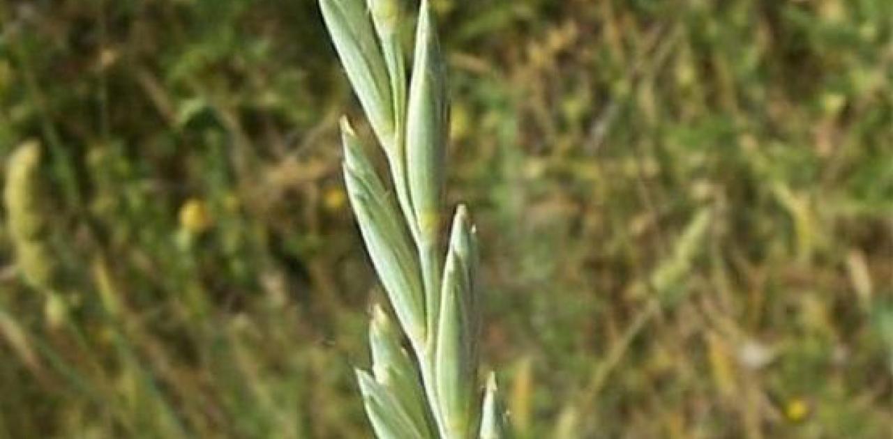 Αγριάδα: Ένα από τα πιο φαρμακευτικά φυτά! | Pentapostagma