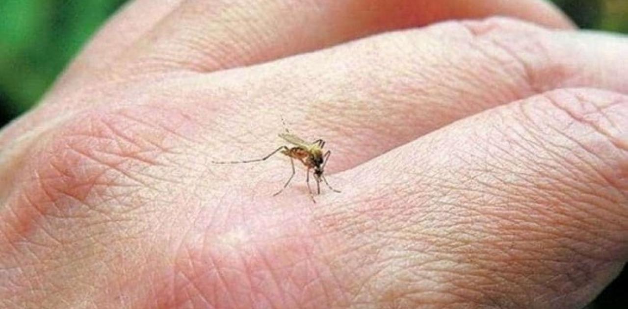 Αυτά τα κουνούπια ευθύνονται για τον ιό του Δυτικού Νείλου - Λάβετε τα ...