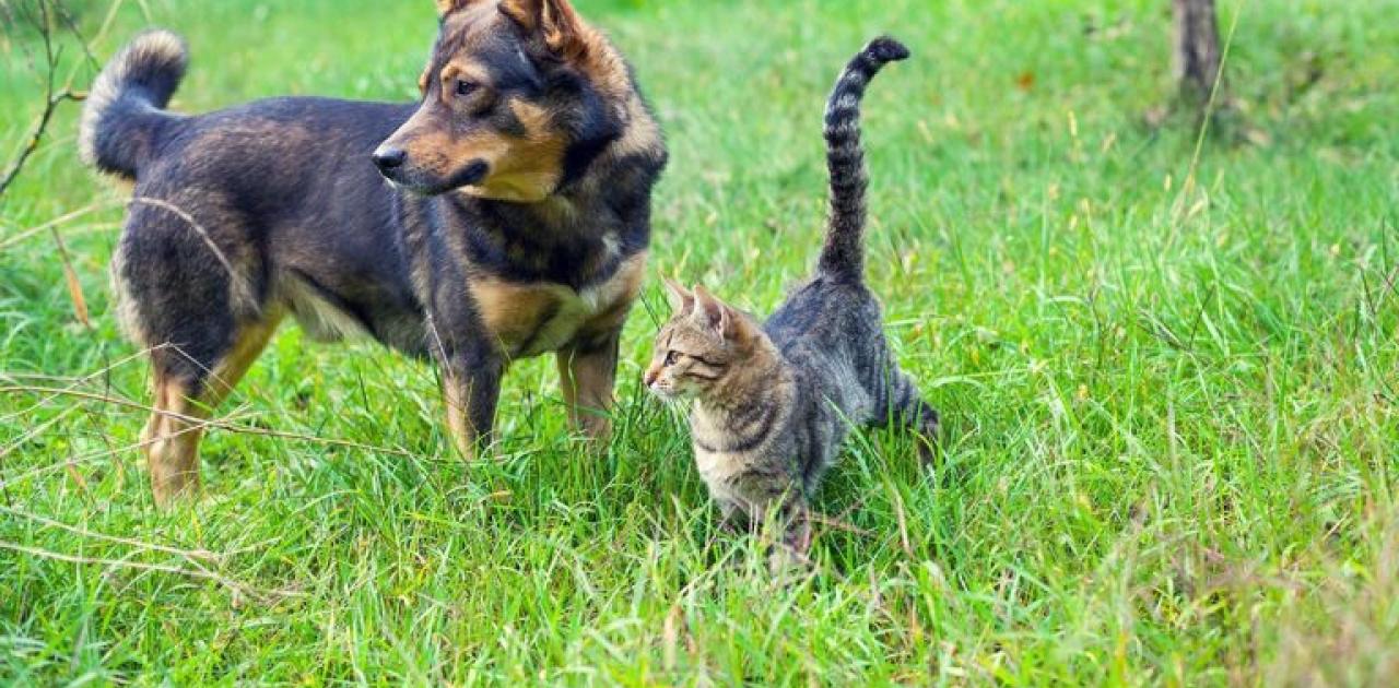 Σκύλος και γάτα: Ποια και ποσά χρώματα μπορούν να δουν; | Pentapostagma