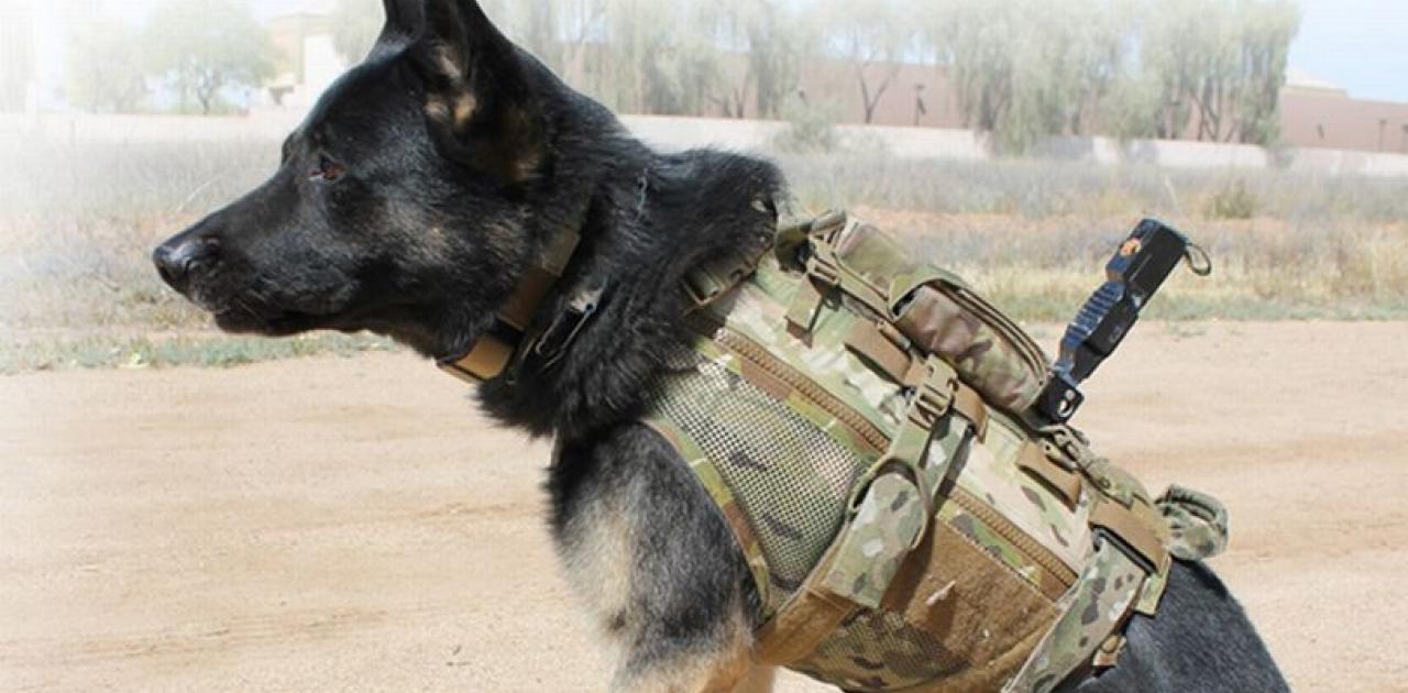 Dogs of War! Οι σκύλοι-κατάσκοποι της βρετανικής SAS εξοπλίζονται με ...