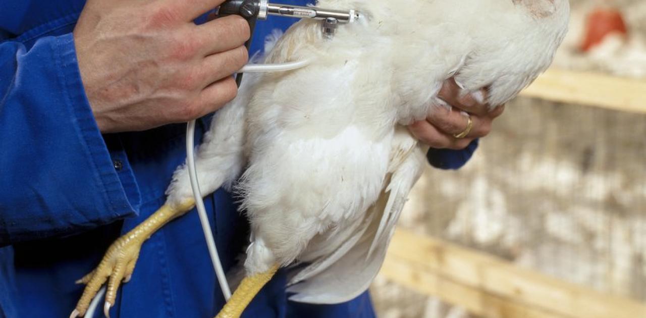 ΕΕ: Το ποσοστό από τα υπολείμματα κτηνιατρικών φαρμάκων στα τρόφιμα ...