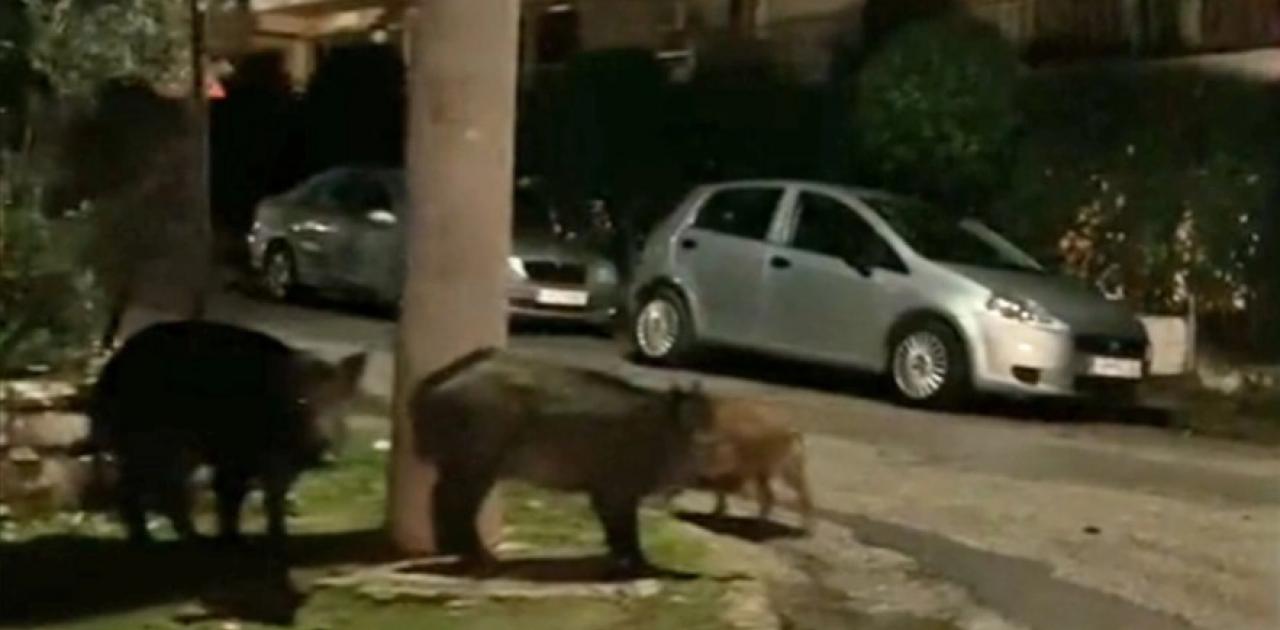 Έμειναν με το στόμα ανοικτό: Αγριογούρουνα κατέβηκαν και πάλι στο ...