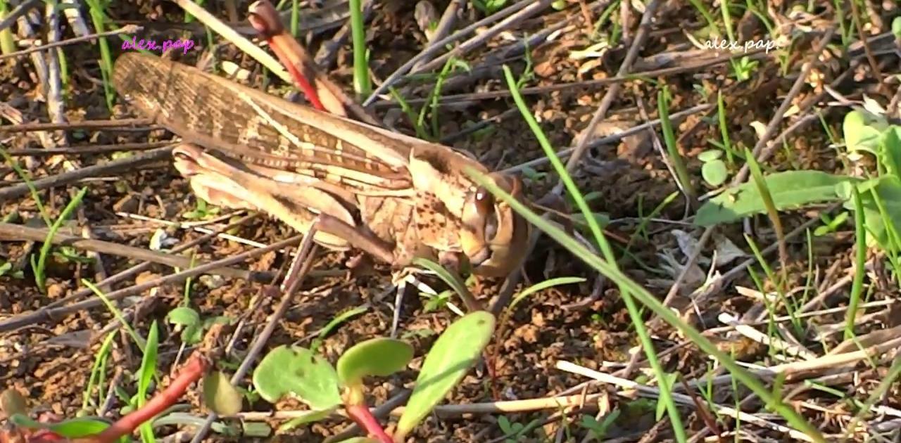 Θράκη: Εκατομμύρια ακρίδες απειλούν καλλιέργειες - Πρωτόγνωρη η ...