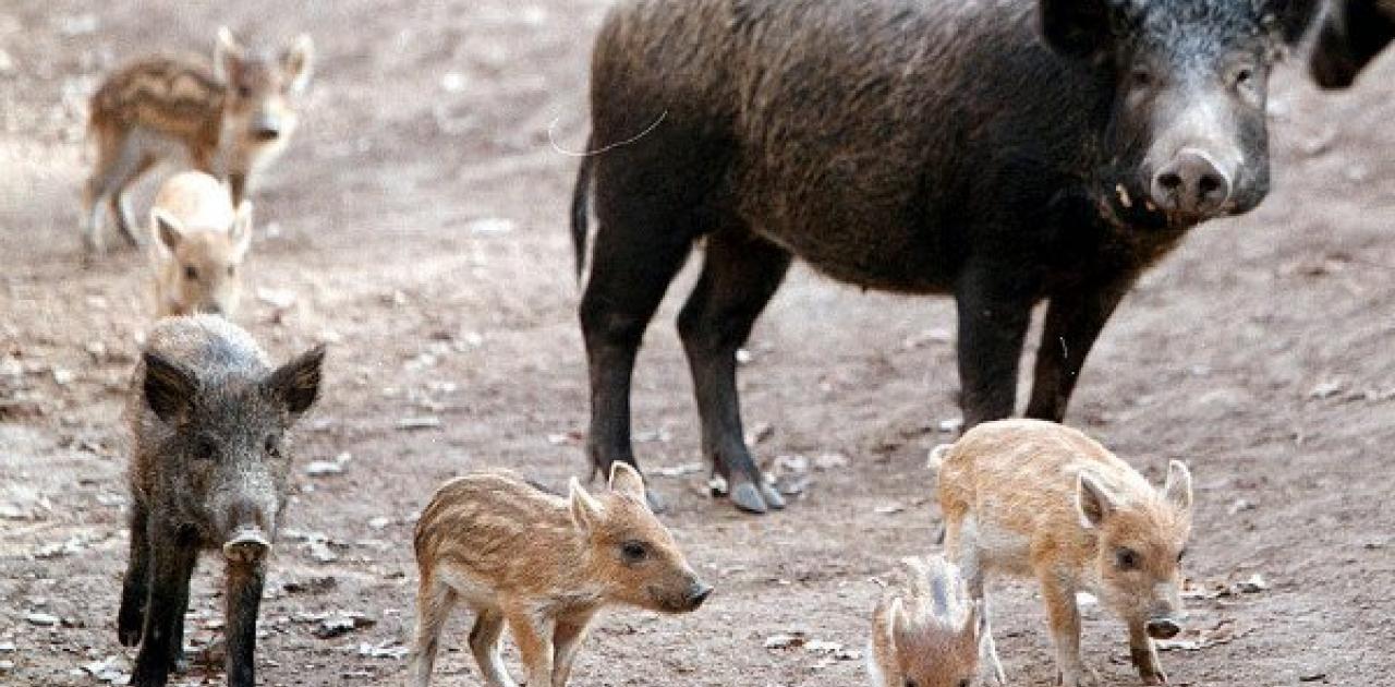 Λαμία: 14 αγριογούρουνα έκαναν βόλτα στην πόλη (βίντεο) | Pentapostagma
