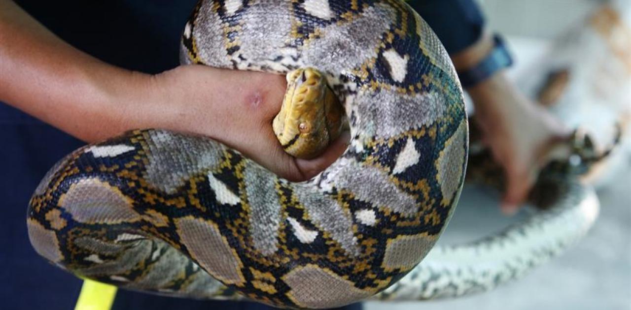 Δάγκωμα φιδιού: Τι να κάνετε σε περίπτωση που σας συμβεί; | Pentapostagma
