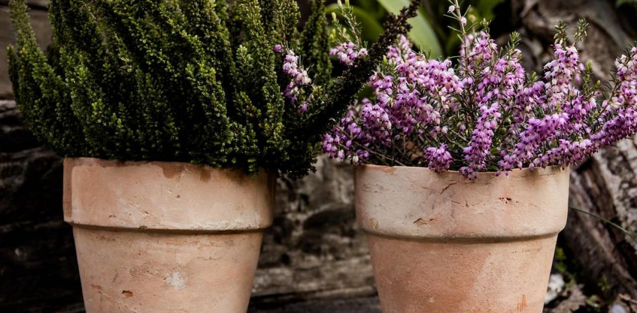 Ποια είναι τα 5 φυτά που διώχνουν έντομα και κουνούπια | Pentapostagma