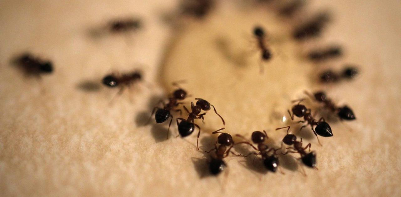 Το απίστευτο κόλπο για να διώξετε τα μυρμήγκια μέσα σε λίγα λεπτά με ...