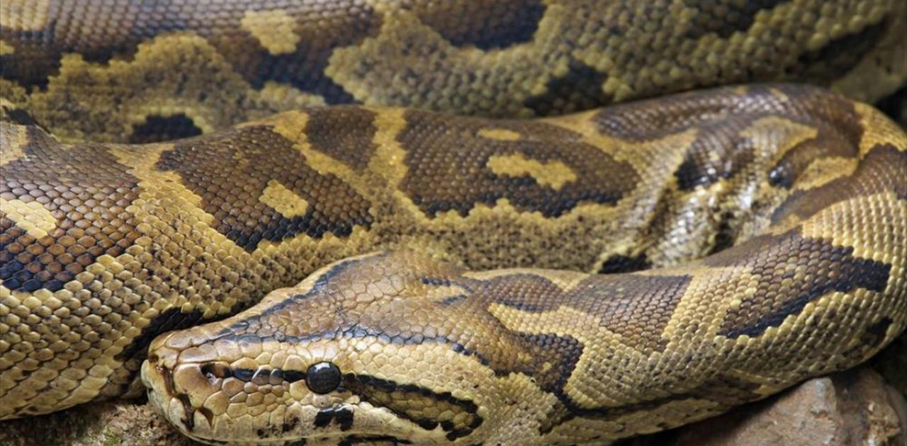 Φίδια: Ξύπνησαν από την χειμερία νάρκη - Όλα όσα πρέπει να γνωρίζουμε ...