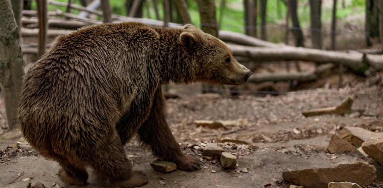 Τρόμος στο Κόσοβο: Αρκούδες περιφέρονται στους δρόμους μέρα-μεσημέρι ...