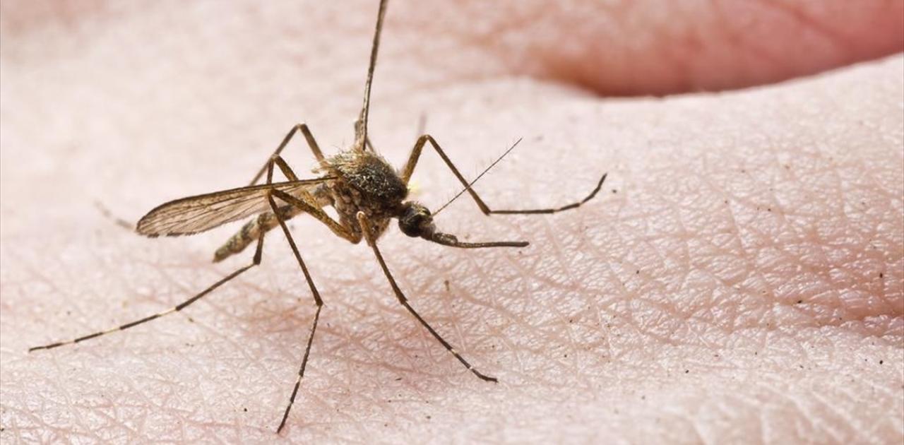Κουνούπια: Η Ευρώπη αντιμετωπίζει μια νέα επιδημική πραγματικότητα λόγω ...
