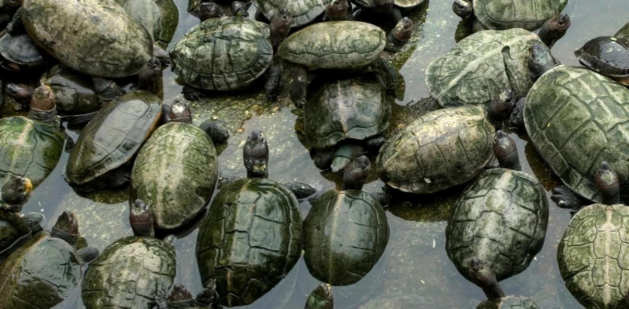 Ταϊλάνδη: Συνελήφθη στο αεροδρόμιο με κρυμμένες 30 προστατευόμενες ...