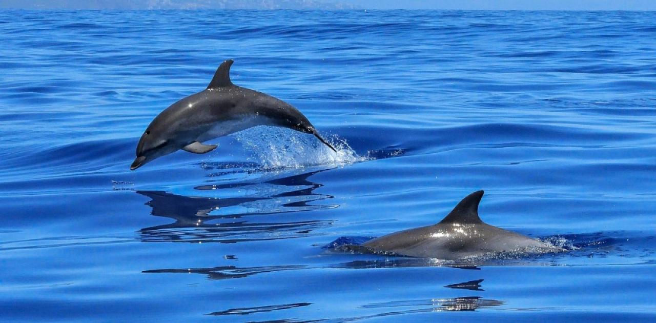 Το Ιράν θα χρησιμοποιήσει εκπαιδευμένα δελφίνια για να ξεμπλοκάρει το ...