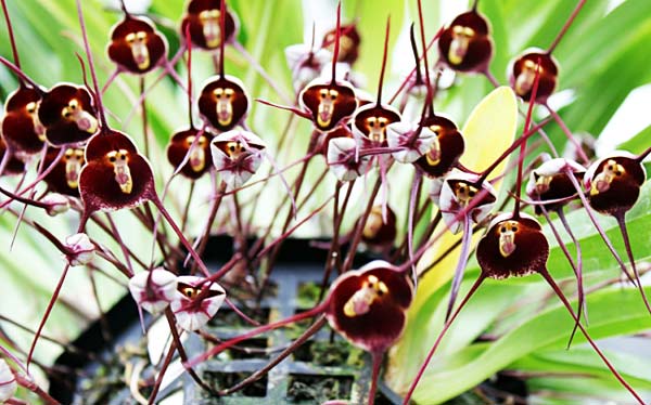Η πιο σπάνια ορχιδέα στον κόσμο μοιάζει με …μαιμού | Pentapostagma